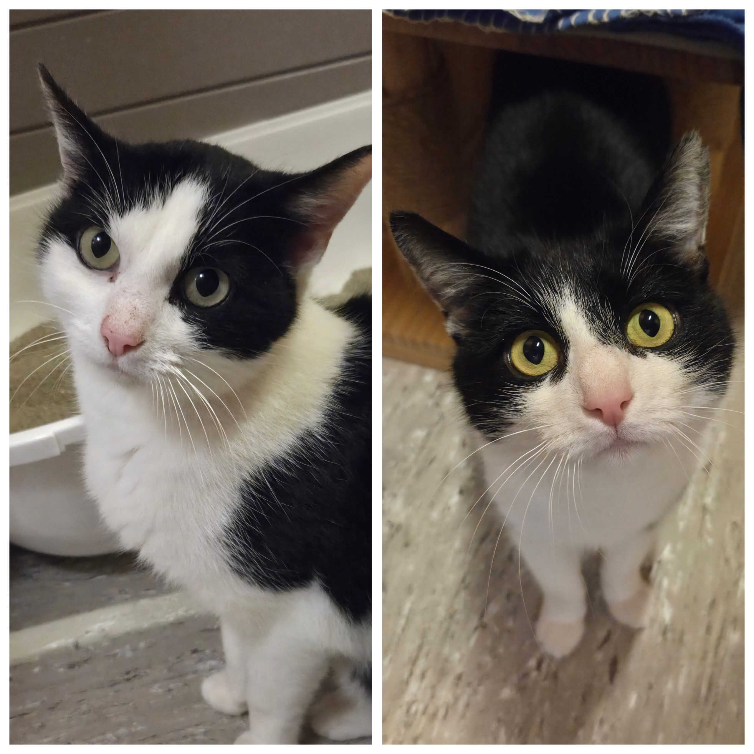 Felix & Leo - Tierheim Diez